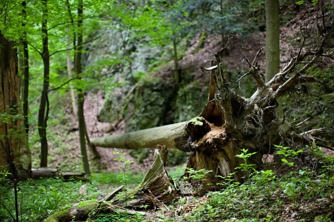 Przyroda Krainy Wygasłych Wulkanów - Geopark Kraina Wygasłych Wulkanów